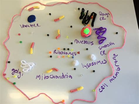 Cell Cycle Project Ideas