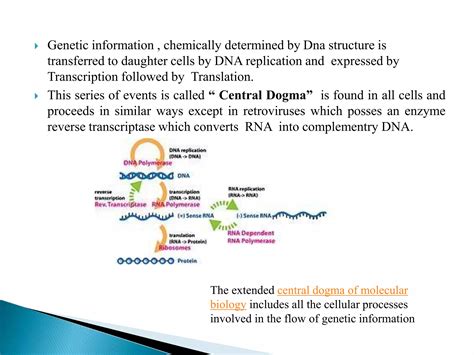 Gene Expression And Regulationpptx