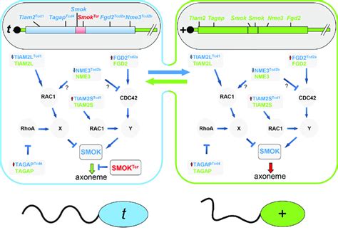 Molecular Model Of Transmission Ratio Distortion Comprising The Download Scientific Diagram