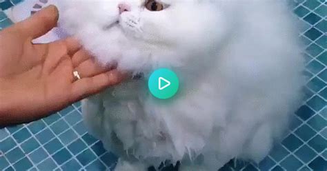 Its So Fluffy  On Imgur