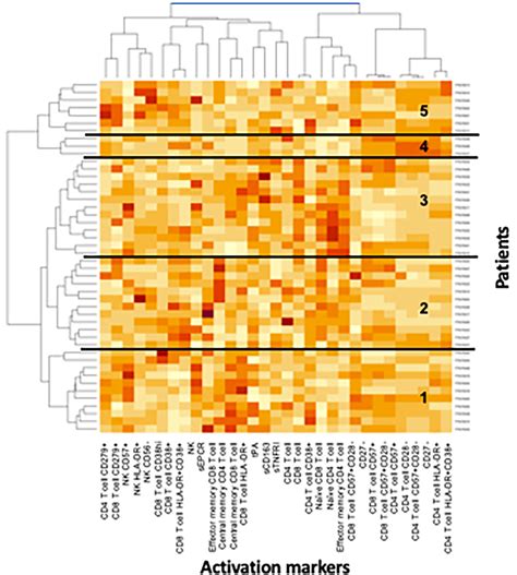 Heatmap Showing The Hierarchical Clustering Of Activation Markers Download Scientific Diagram