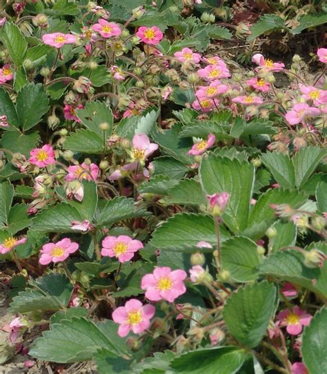 Ground Cover Plants Container Gardening Ground Cover