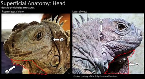 Iguana Anatomy Flashcards Quizlet