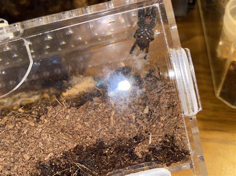 Tmw Your Spider Is Non Binary But You Want It To Have A Gender Lol Im Leaning Toward Male But