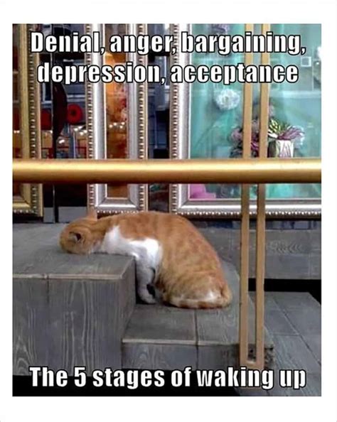 Waking Up Meme Cat