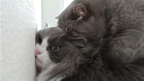 噛みつきマウント取りに行くも最終的に先輩猫の包容力に脱帽の猫！の巻 Youtube