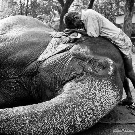 Elephant Ganesha Pobre Francisco De Assis São Francisco