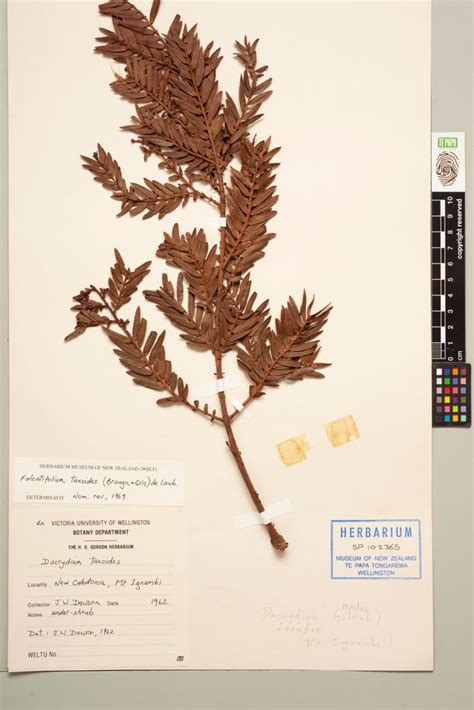 Falcatifolium Taxoides Brongn And Gris De Laub Collections Online