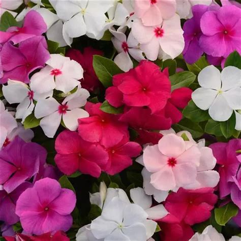 Vinca Seeds Madagascar Periwinkle Annual Flower Seeds