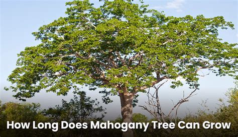 Mahogany Tree Identification At Della Harding Blog