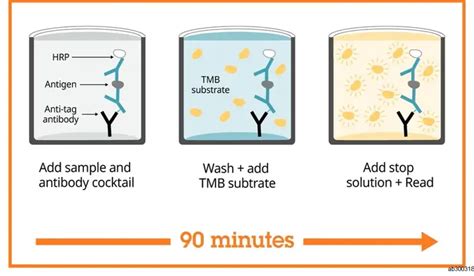 人factor B Elisa试剂盒 Ab300318 Abcam中文官网