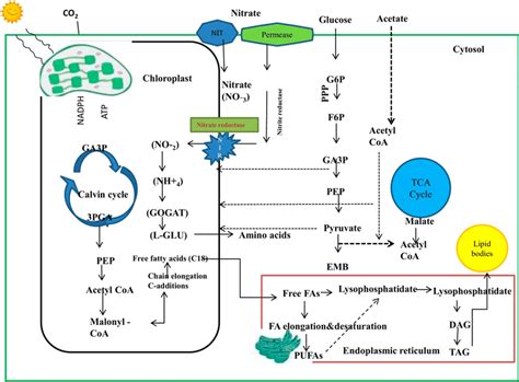 Simple Representation Of Nutrient Uptake Metabolism By Microalgae From
