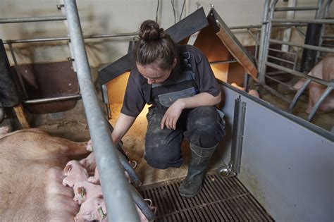 Managing The Farrowing Unit Danbred