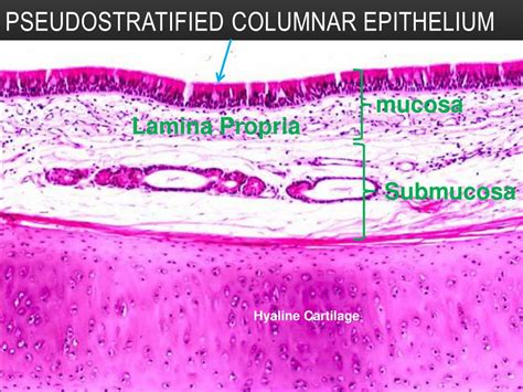 Ppt The Respiratory System And Spirometry Powerpoint Presentation Free