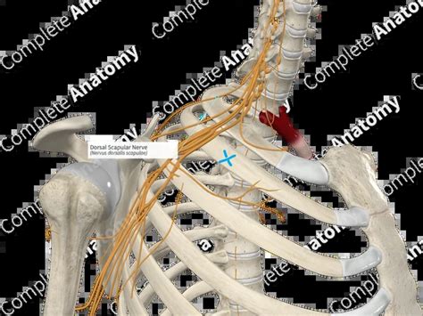 Dorsal Scapular Nerve Anatomy Of The Brachial Plexus And Its