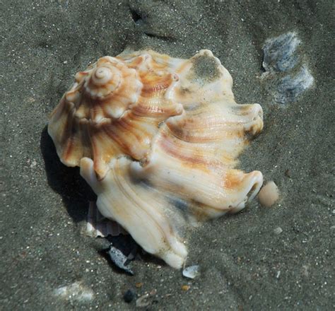 New Jersey State Shell Knobbed Whelk