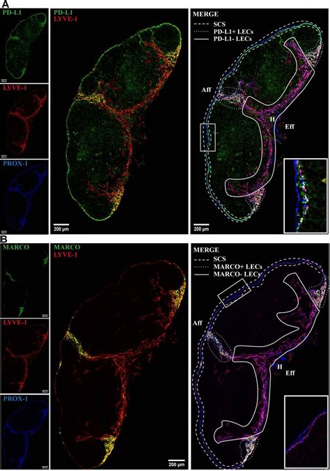 Mouse Inguinal Lymph Nodes