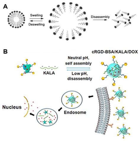 Ph Responsive Self Assembling Peptide Based Biomaterials Designs And
