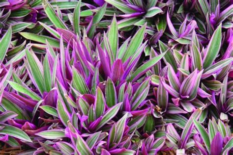 El Maguey Morado Un Tesoro De La Naturaleza