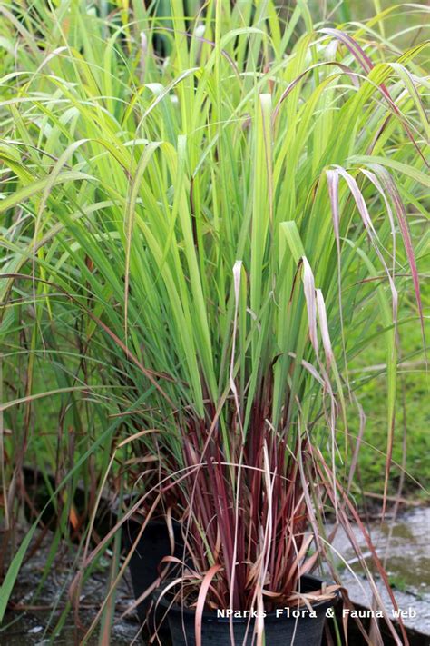 Nparks Cymbopogon Nardus