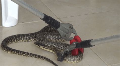 Yuxuda Ilan Görmək Nə Deməkdir