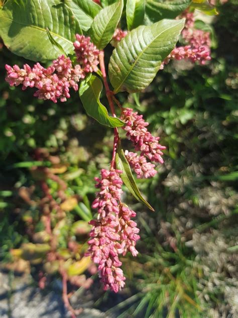 Photo Pale Persicaria Persicaria Lapathifolia