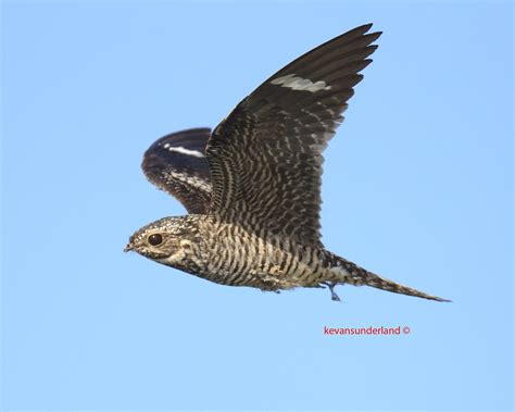 Common Nighthawk In Flight Kevan Took This Photo In Key La Flickr