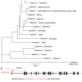 A Phylogenetic Dendrogram Of StMSH4 Haplotypes Retrieved From De Novo Download Scientific