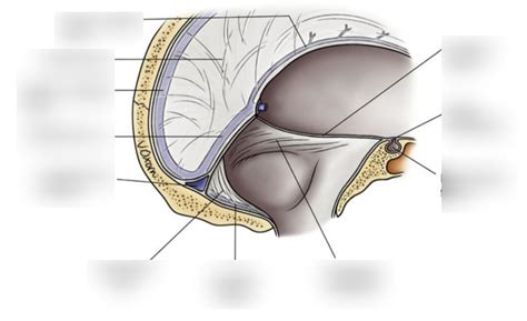 Dural Sinuses Posterior Drainage Lateral View Diagram Quizlet