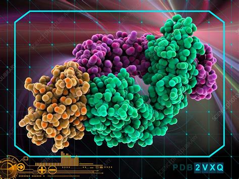 Grass Pollen Allergen Molecule Stock Image C0358691 Science Photo Library
