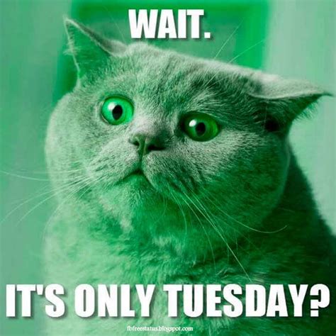 Funny Tuesday Quotes To Brighten Your Tuesday Morning Tuesday Quotes