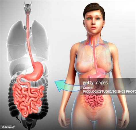 Female Digestive System Illustration High Res Vector Graphic Getty Images