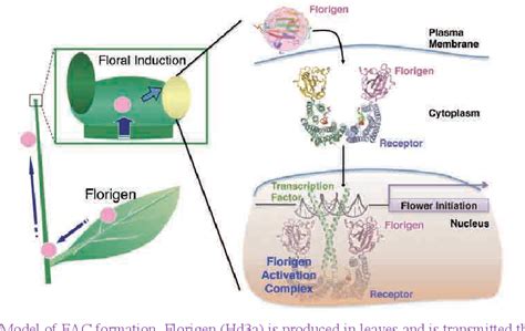 Figure 1 From Structure Of Florigen Activation Complex Semantic Scholar