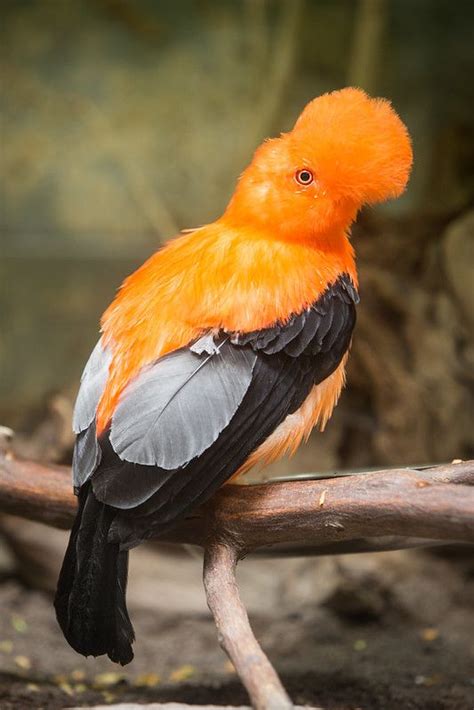 Andean Cock Of The Rock Bird