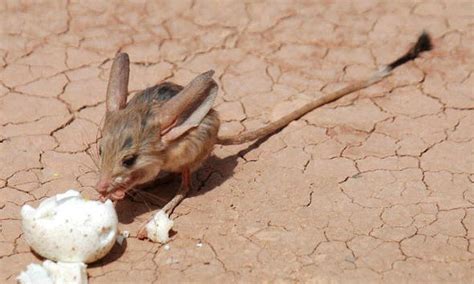 Awesome Facts About The Jerboa The Fact Site
