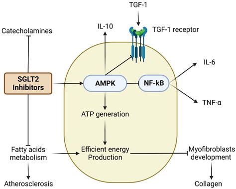 Unlocking The Full Potential Of Sglt2 Inhibitors Expanding Applications Beyond Glycemic Control