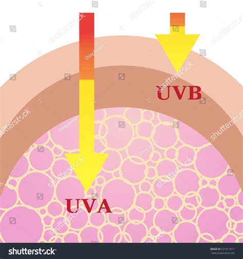 Skin Compare Protect Both Uva Uvb Stock Vector Royalty Free 531911017