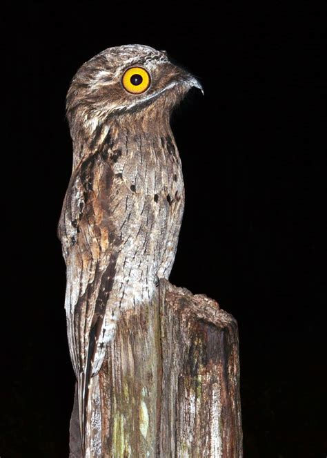 30 Potoo Facts The Bird Behind The Meme 7 Potoo Species Tons Of