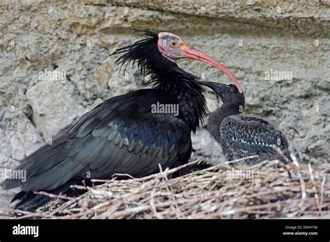 Ibis Chick Hi Res Stock Photography And Images Alamy