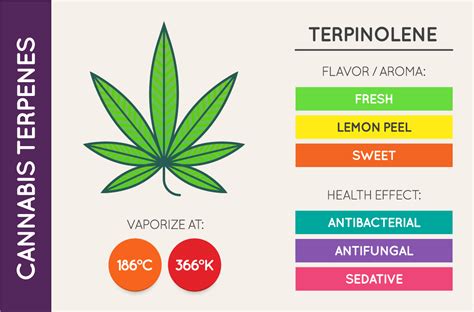 Understanding Cannabis Terpenes Popular Cannabis Terpenes