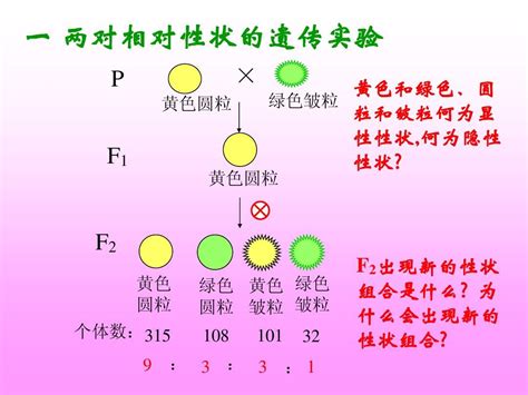 基因的自由组合定律222 Word文档在线阅读与下载 无忧文档
