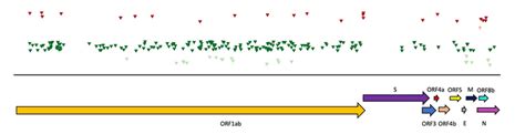 Overview Of Single Nucleotide Variants Snvs Distributed Over The Download Scientific Diagram