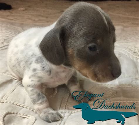 Blue And Tan Piebald With Heavy Ticking Wirehair Elegant Dachshunds Piebald Dachshund