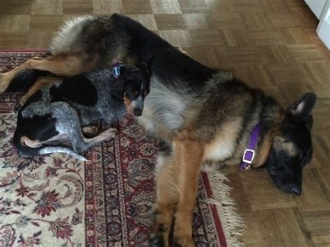 Moose And Bea German Shepherd Dogs Animals