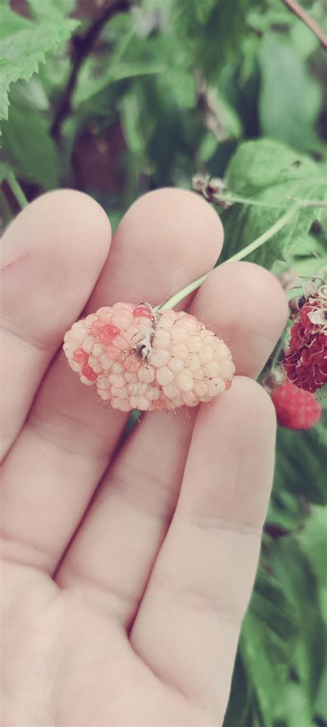 How Do I Propagate My Odd Conjoined Raspberry Cane Rpropagation