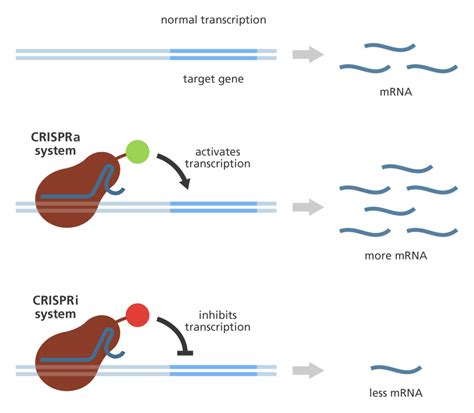 How Do We Use Crispr Gene Editing To Study Diseases