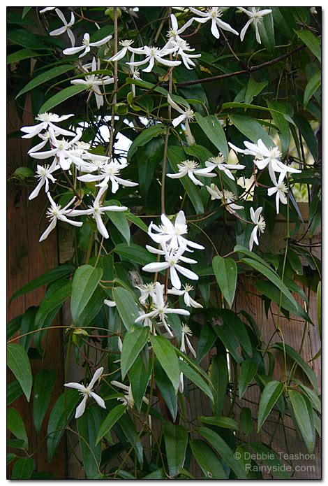 Clematis Armandii