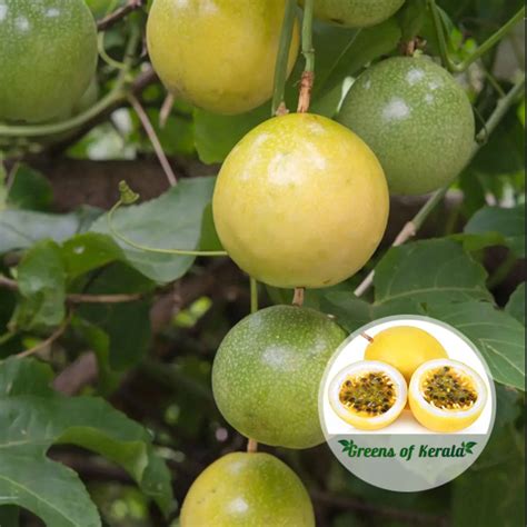 Yellow Passion Fruit Plant Passion Fruit Purple Yellow And Green