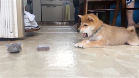 小さなネズミを捕獲→犬がイキり散らかしていると思ったらまさかの『精一杯すぎる反応』が82万再生「実は怖いよねw」「ガクブルするの草