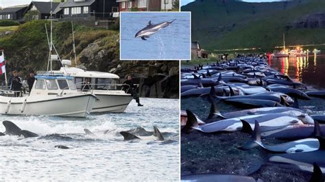Faroe Islands Announces Hunting Review After Massacre Of 1428 Dolphins